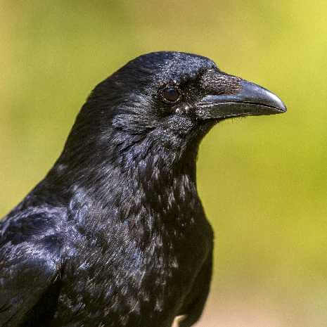 Dynamic Crow Power Animal Connections Maintenance Attunement